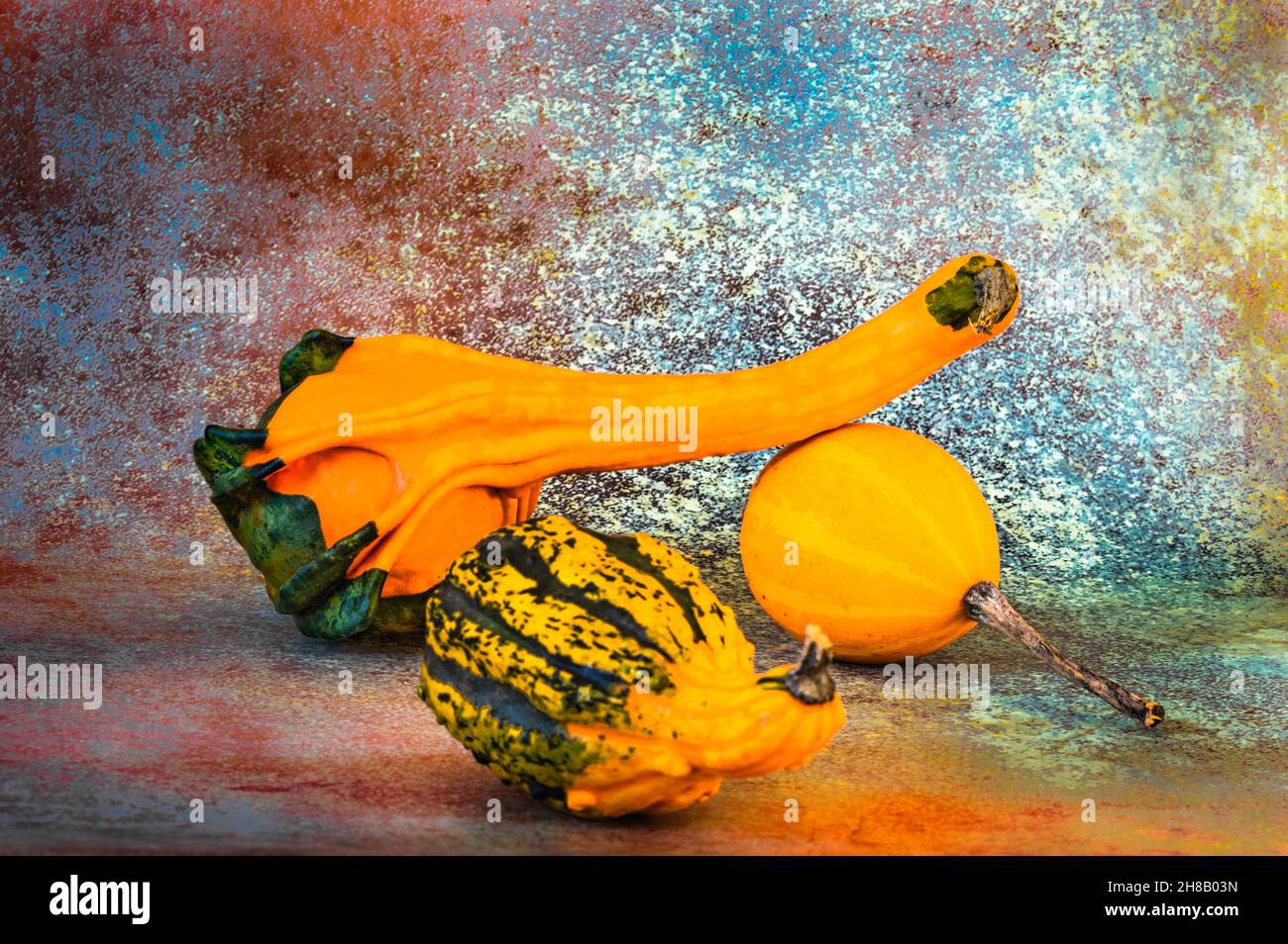 Decorative squash - still life Stock Photo - Alamy