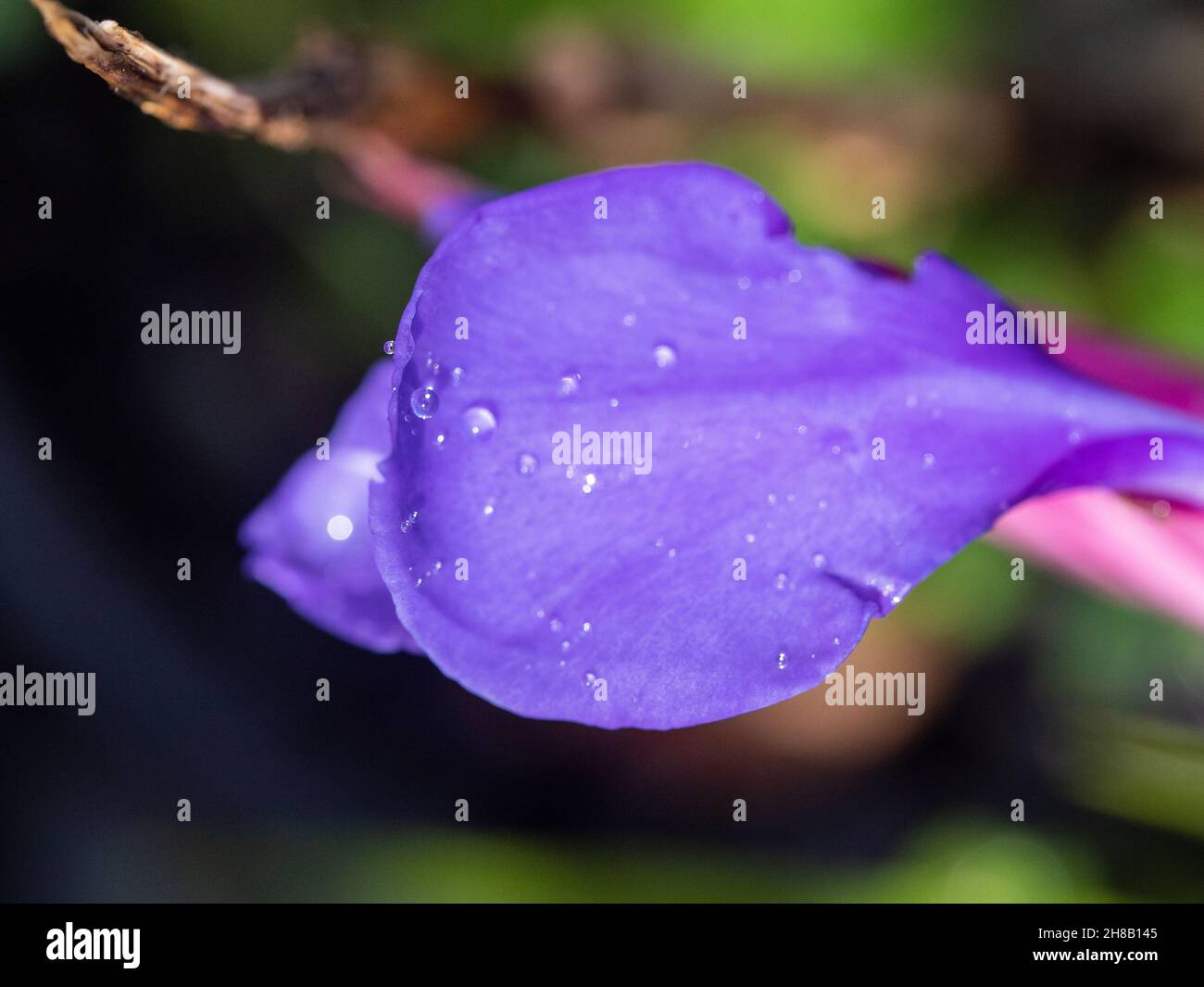 Macro of royal purple Petals of the Pink Quill plant flower with water ...
