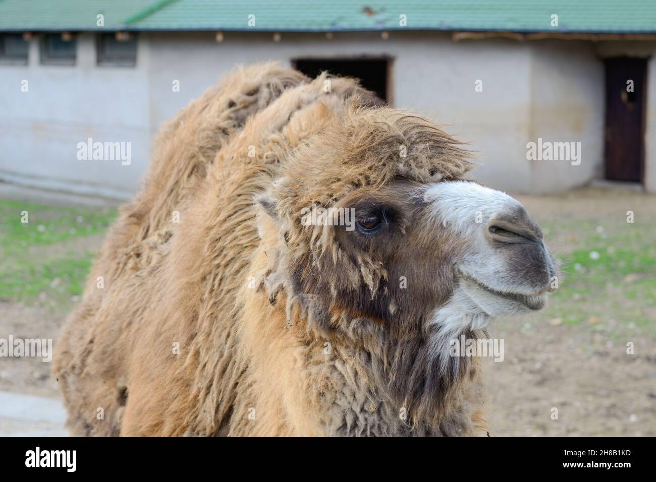 A shaggy, red camel in a stall Stock Photo - Alamy