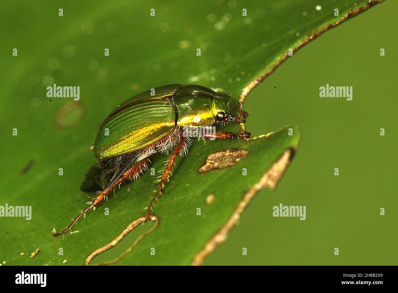 New Zealand green manuka beetle (Pyronota festiva Stock Photo - Alamy