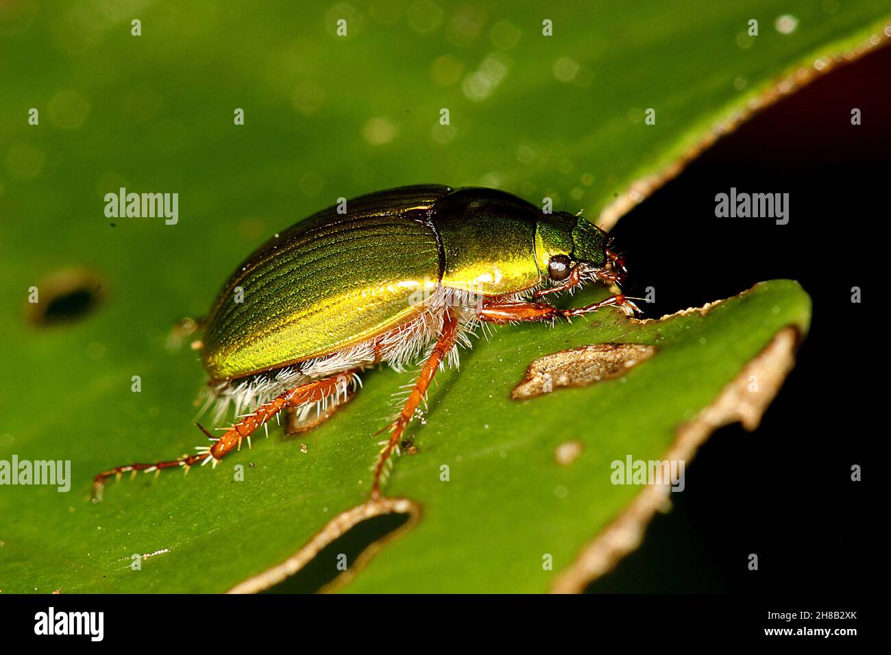 New Zealand green manuka beetle (Pyronota festiva Stock Photo - Alamy