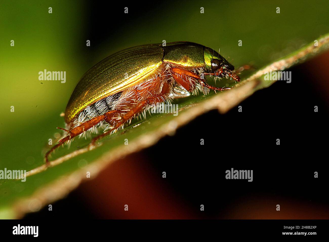 New Zealand green manuka beetle (Pyronota festiva Stock Photo - Alamy