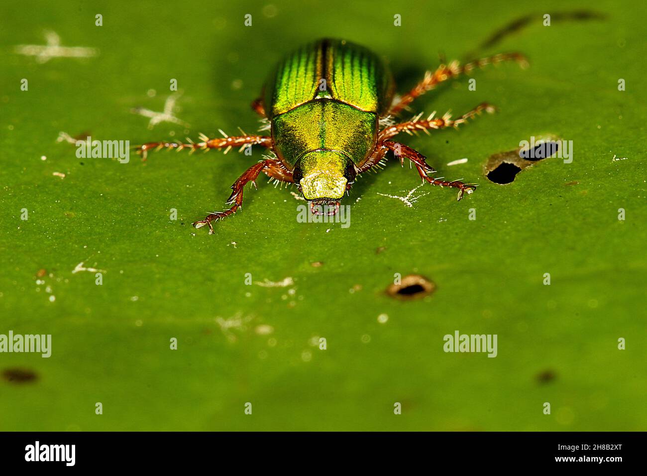 Manuka beetle hi-res stock photography and images - Alamy