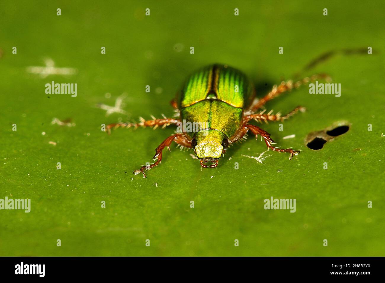 New Zealand green manuka beetle (Pyronota festiva Stock Photo - Alamy