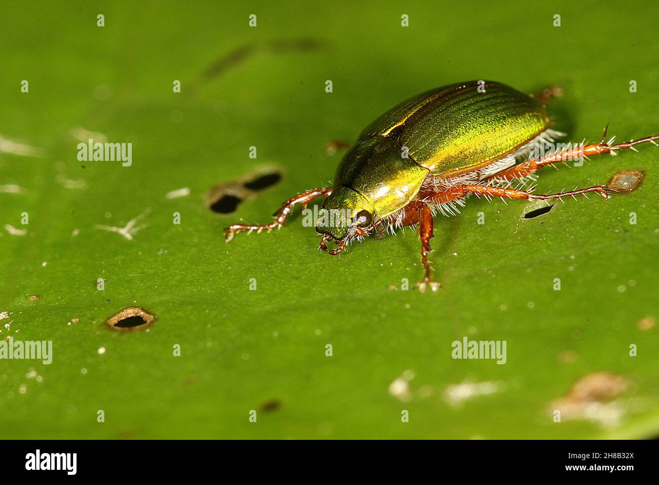 New Zealand green manuka beetle (Pyronota festiva Stock Photo - Alamy