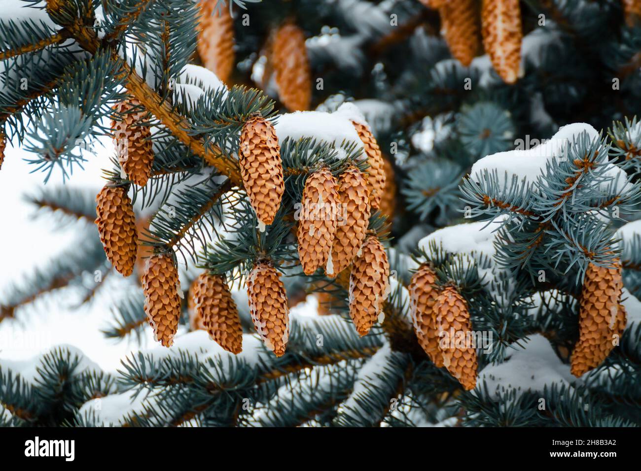 Blue pine tree hi-res stock photography and images - Alamy