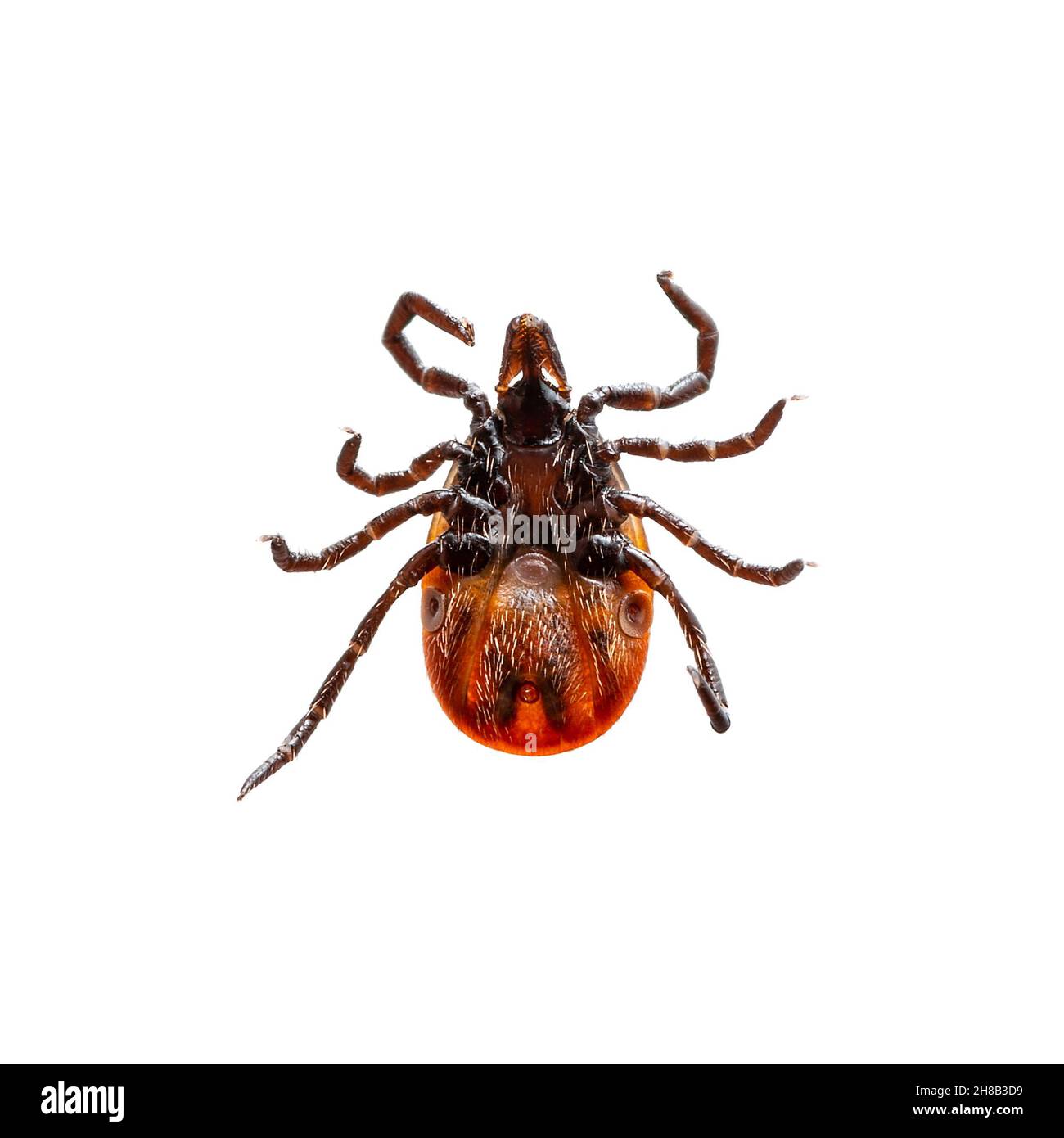 Infectious Encephalitis Ixodes Scapularis or Persulcatus Deer Tick ...