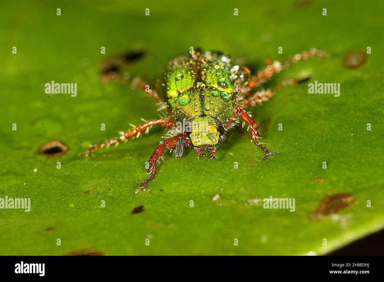 New Zealand green manuka beetle (Pyronota festiva Stock Photo - Alamy