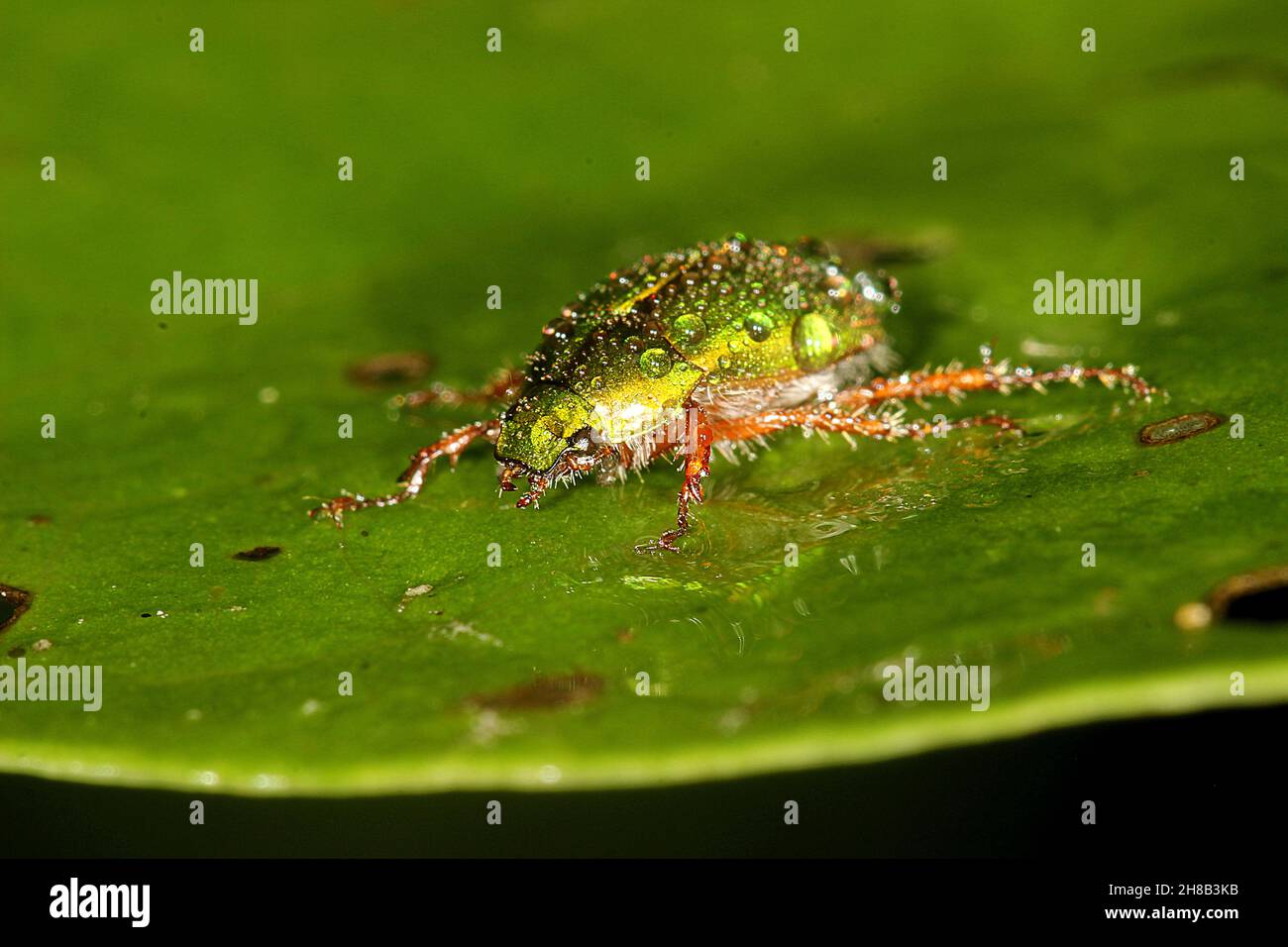 New Zealand green manuka beetle (Pyronota festiva Stock Photo - Alamy