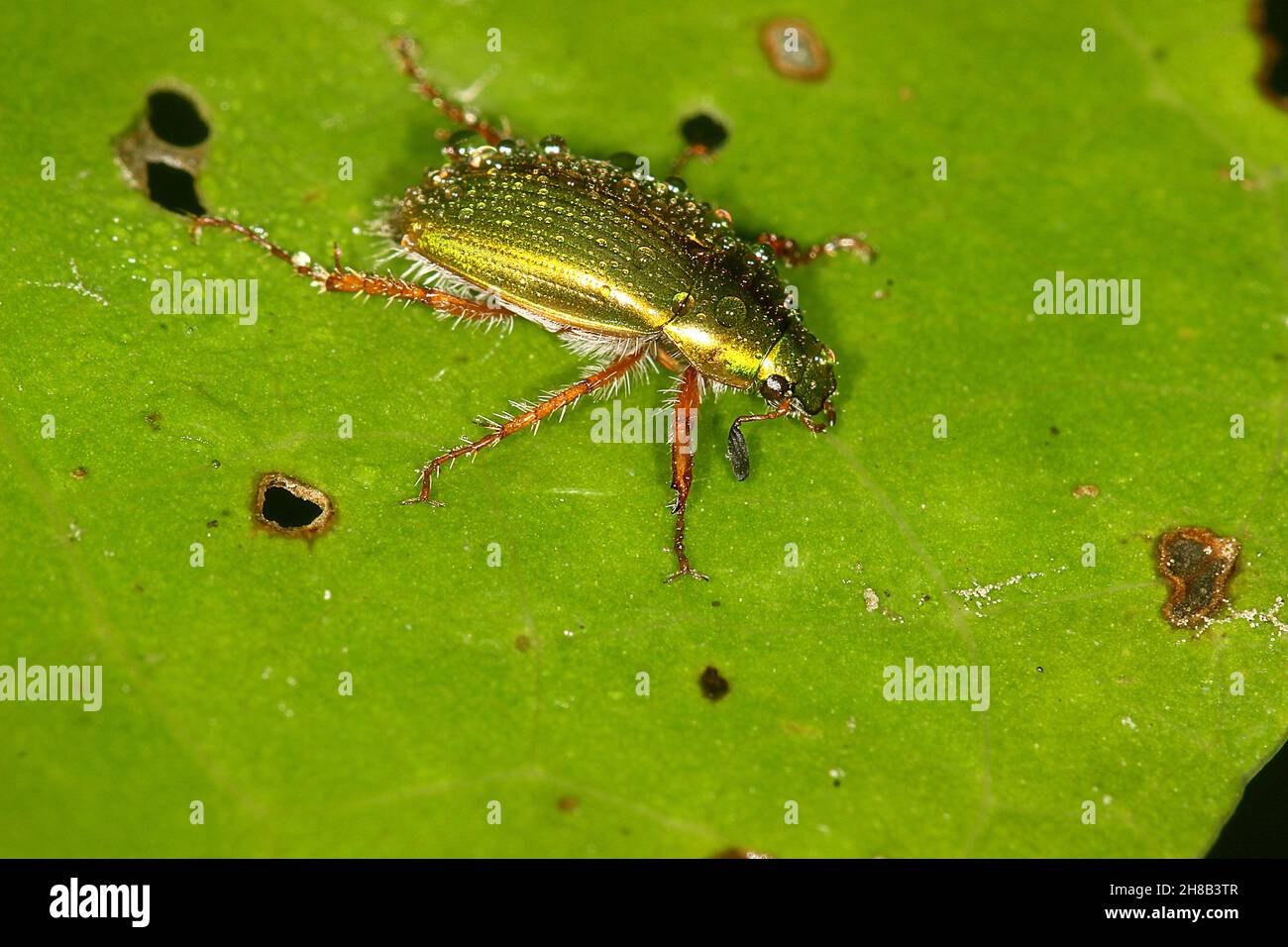New Zealand green manuka beetle (Pyronota festiva Stock Photo - Alamy
