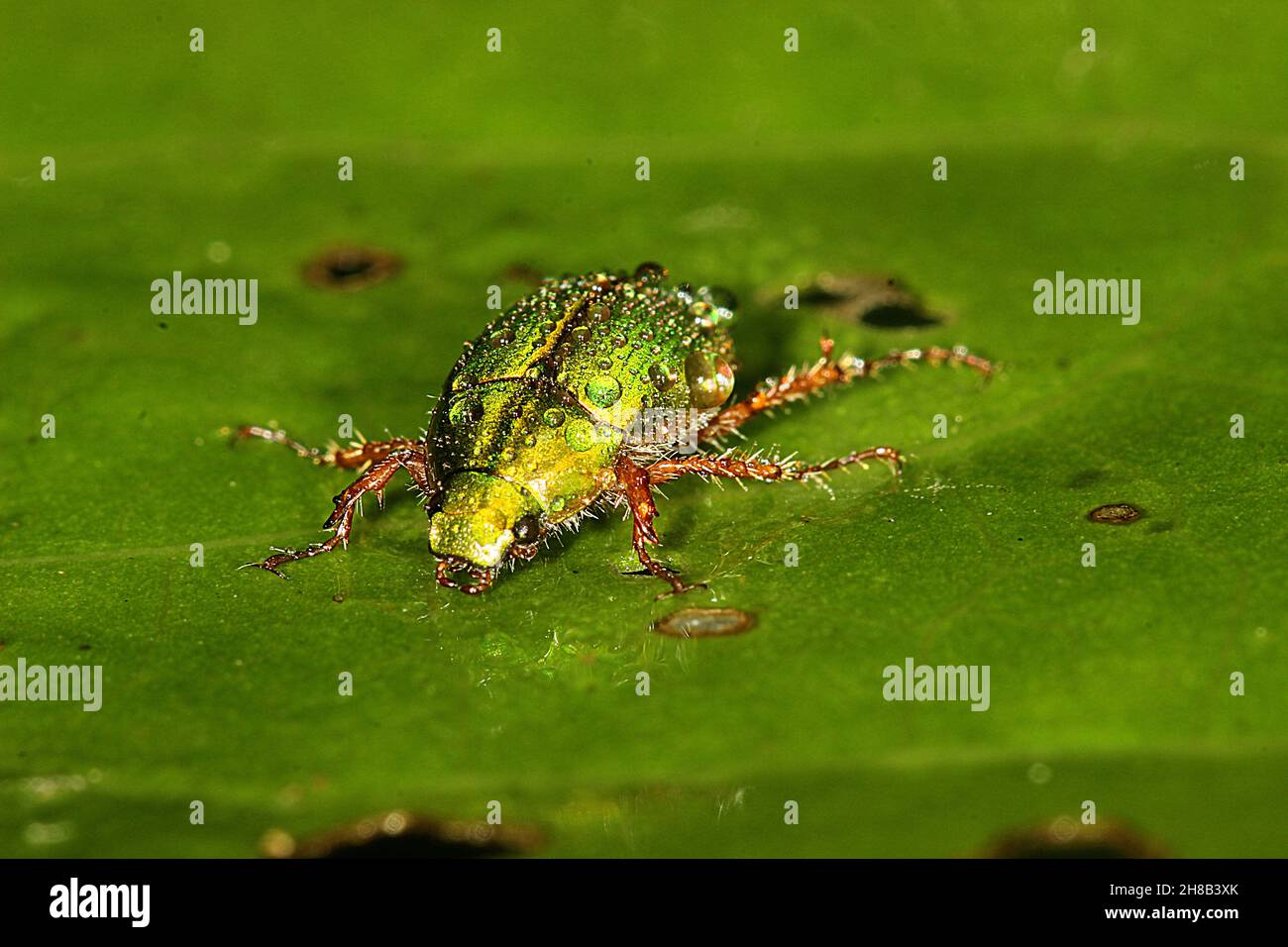 New Zealand green manuka beetle (Pyronota festiva Stock Photo - Alamy