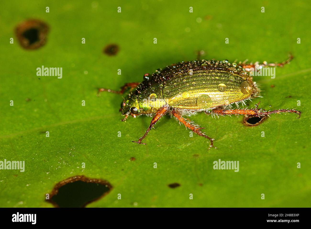 New Zealand green manuka beetle (Pyronota festiva Stock Photo - Alamy