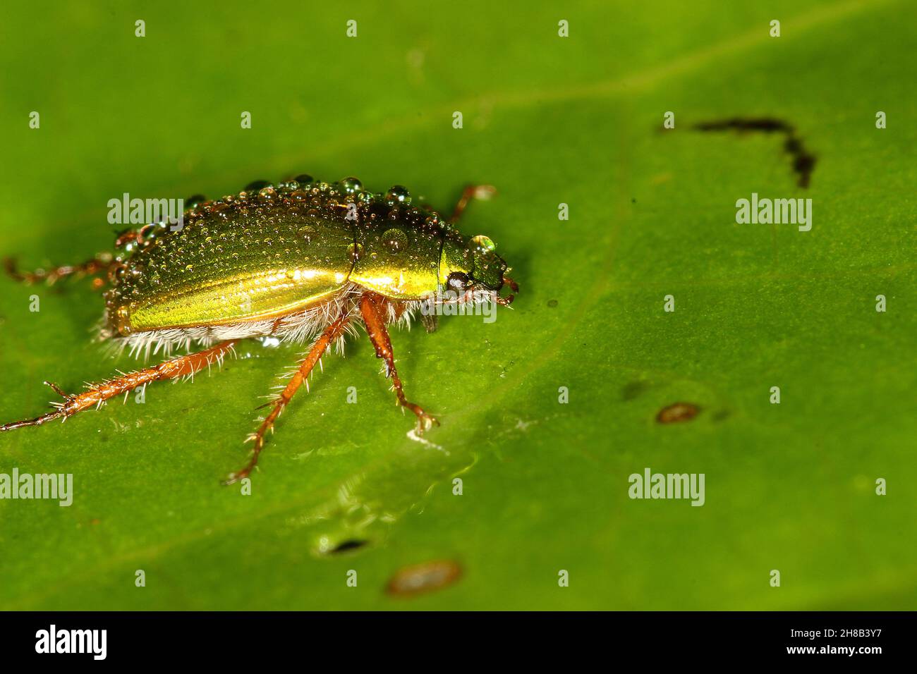 New Zealand green manuka beetle (Pyronota festiva Stock Photo - Alamy