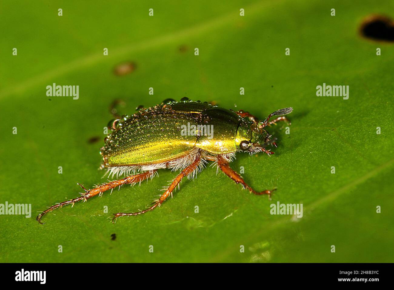 New Zealand green manuka beetle (Pyronota festiva Stock Photo - Alamy