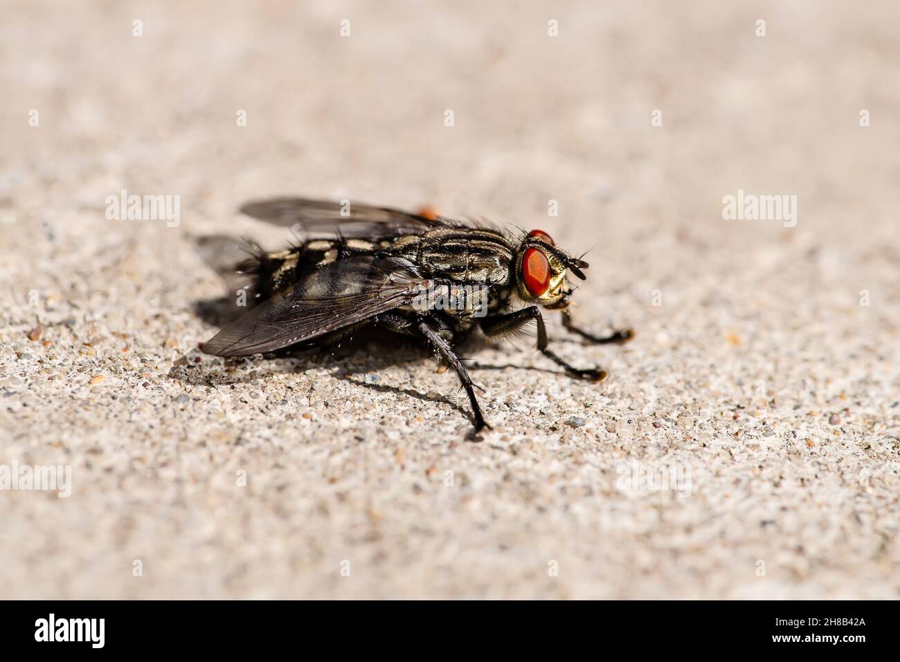 Diptera Meat Fly Insect On Stone Wall Stock Photo - Alamy
