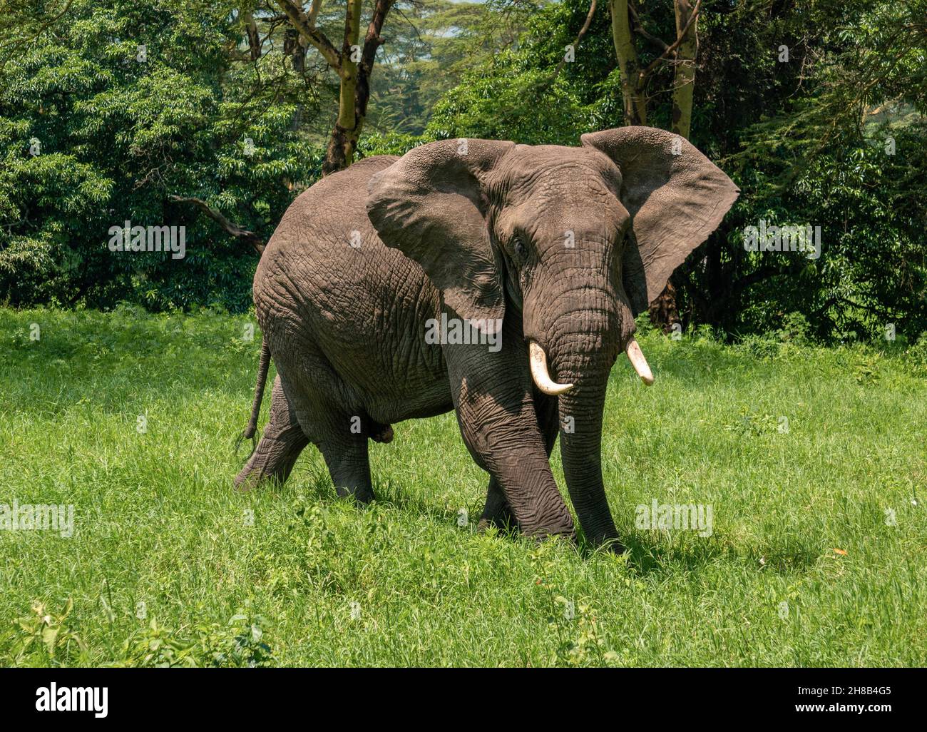 Ngorongoro male elephant hi-res stock photography and images - Alamy