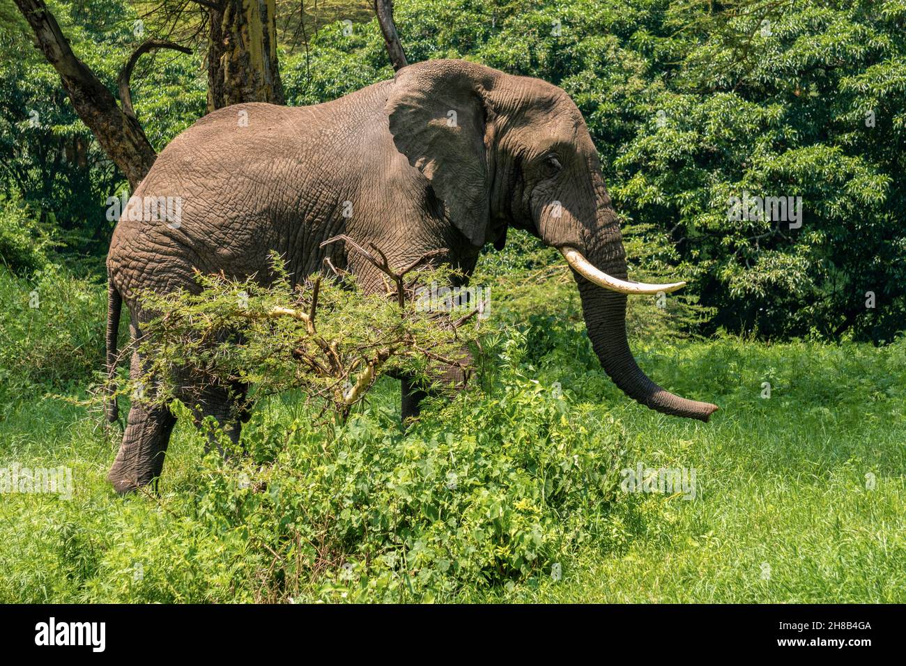 Male African Elephant portrait on Green Grass Background Stock Photo ...