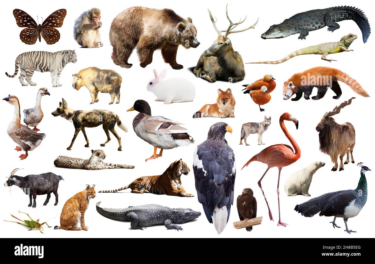 animal collection asia Stock Photo - Alamy