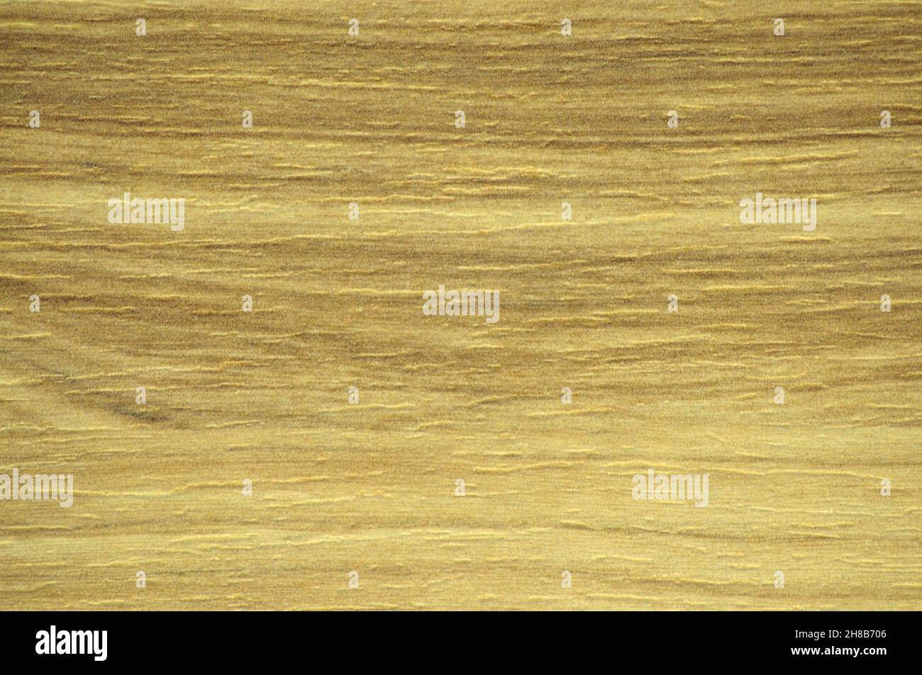 Light cedar, natural wood texture with a pattern of stripes close-up ...