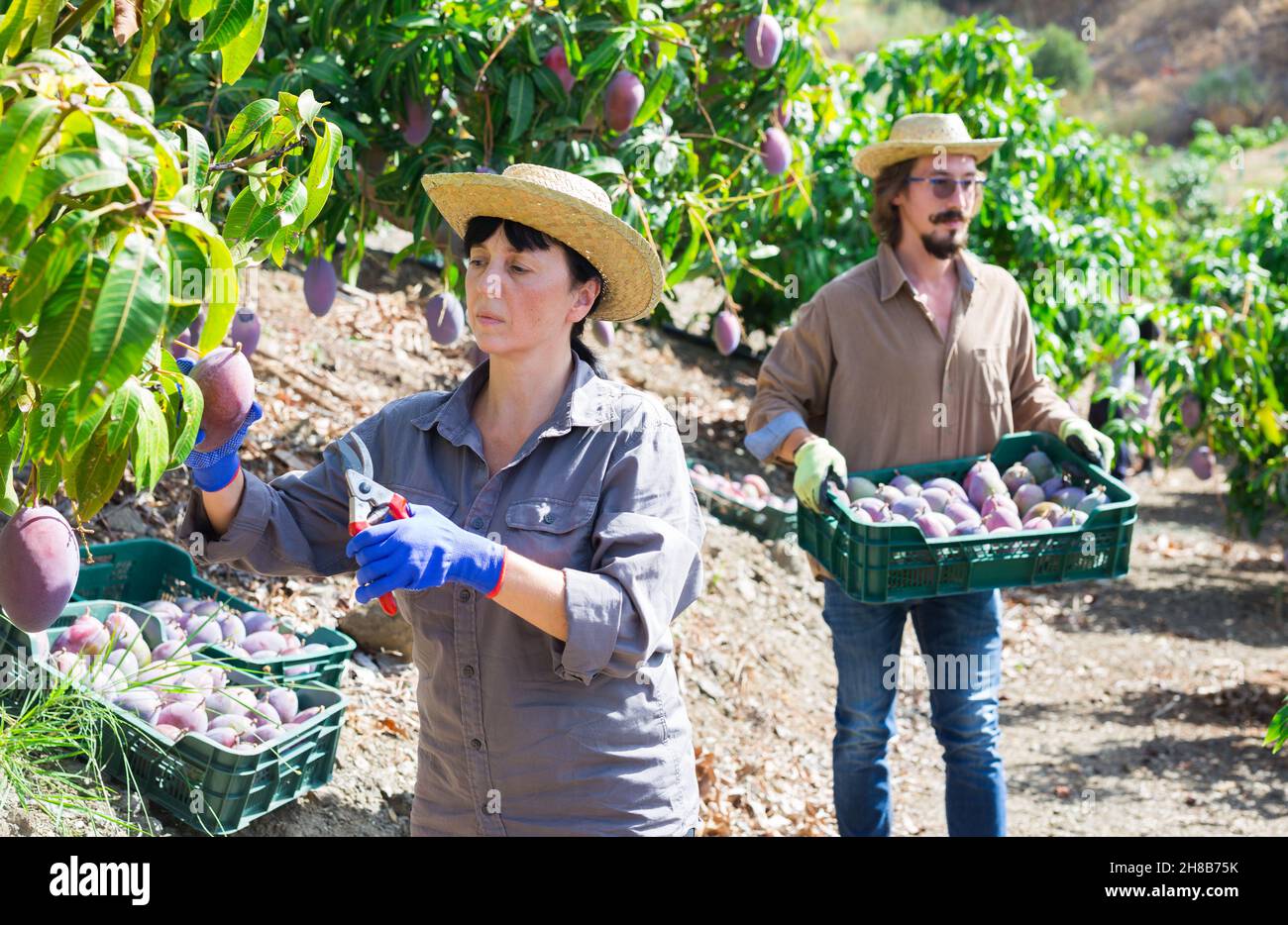 Owner of mango hi-res stock photography and images - Alamy