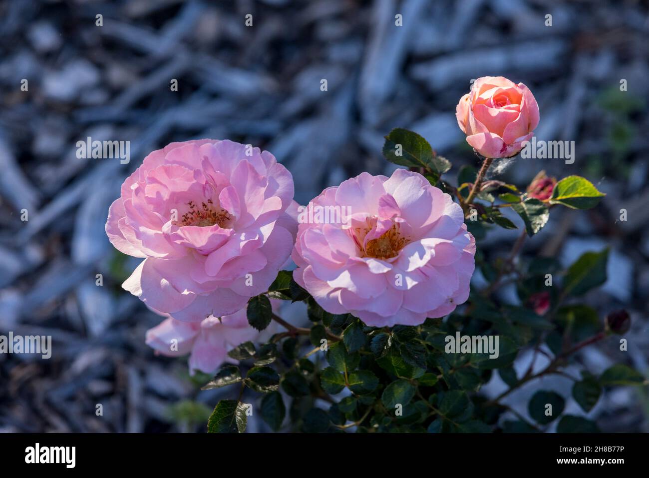 Trio of roses hi-res stock photography and images - Alamy