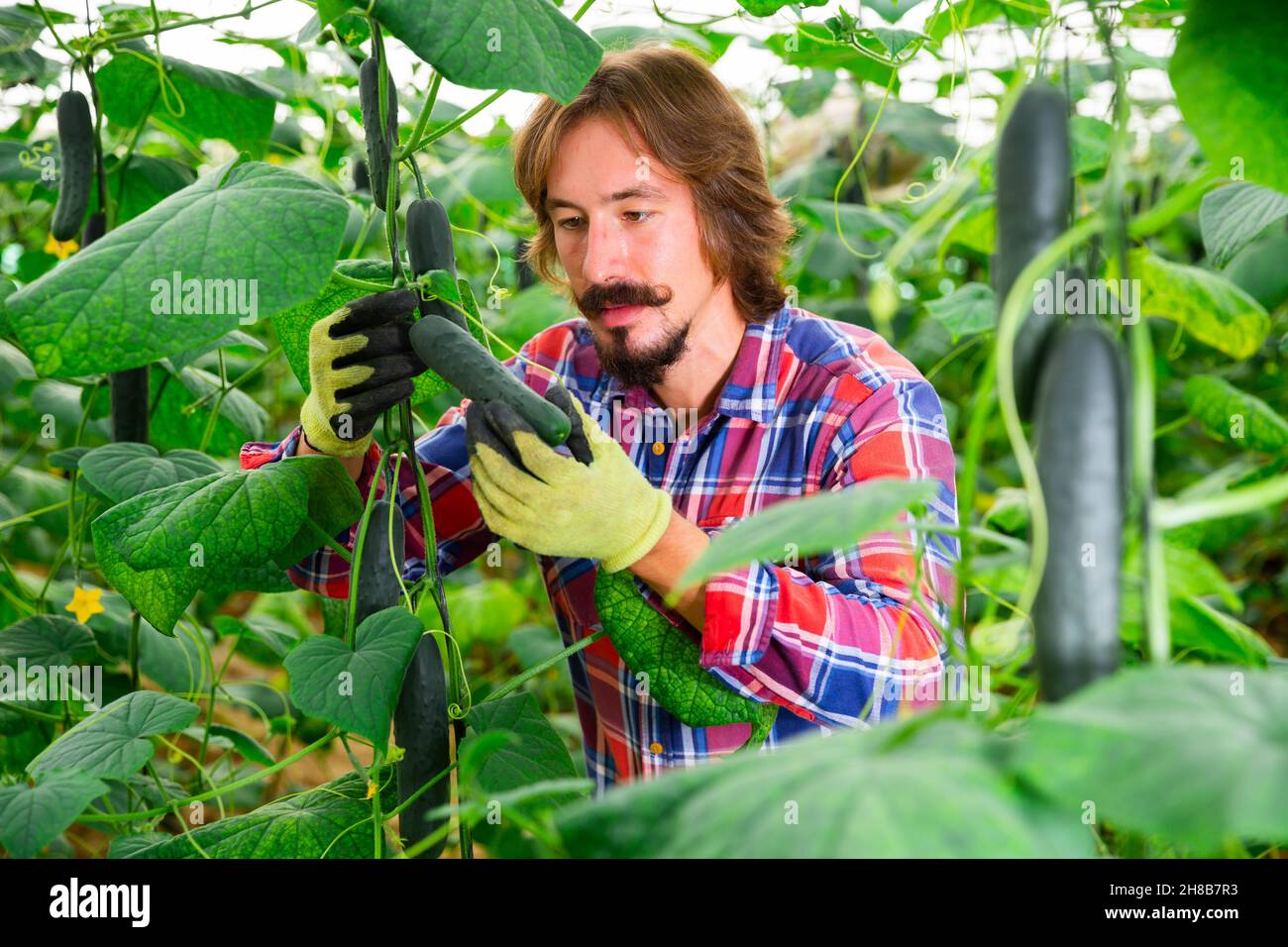 brunet adult italian man picking cucumbers in his greenhouse Stock ...