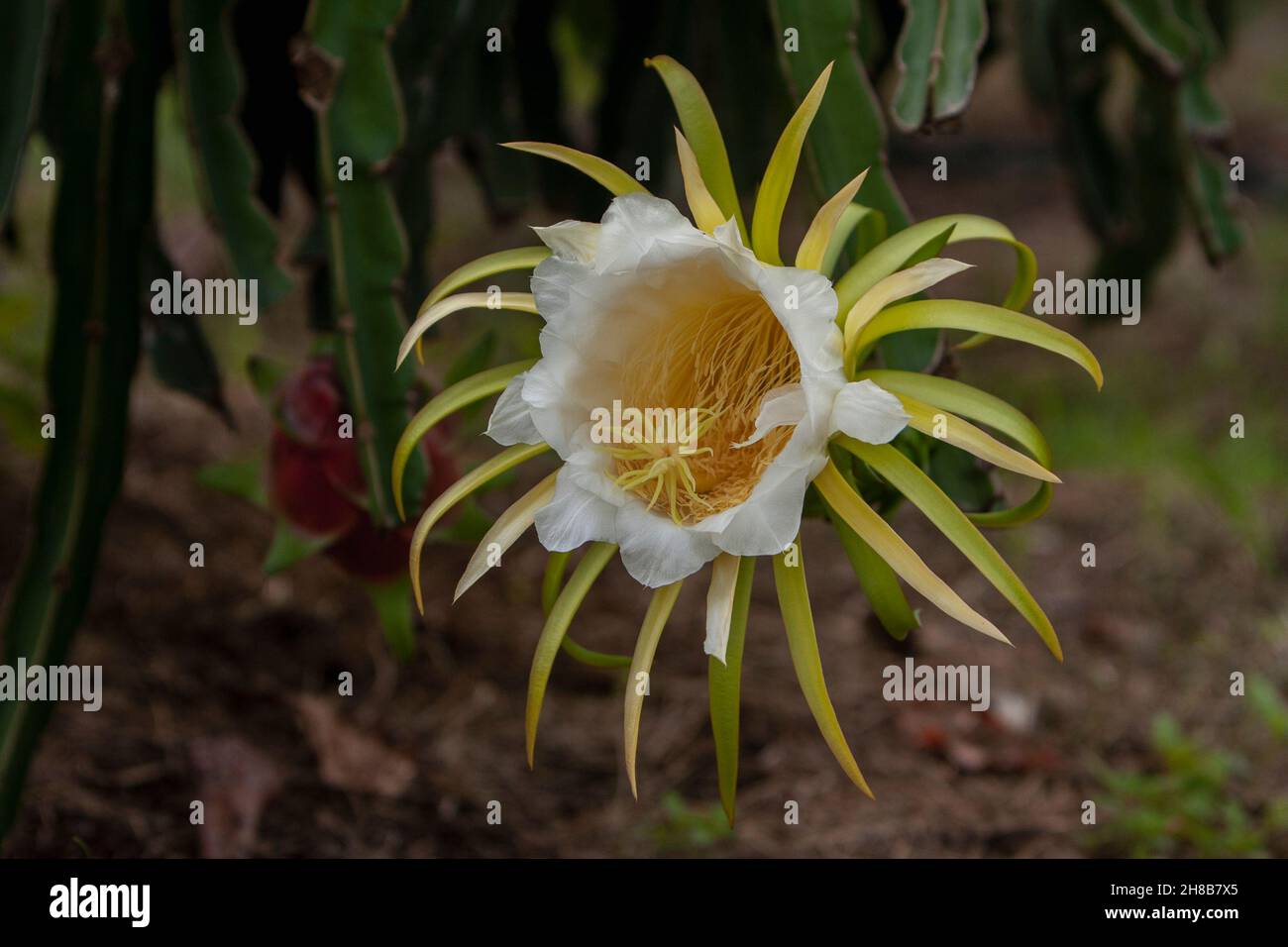 Pitaya tree hi-res stock photography and images - Alamy