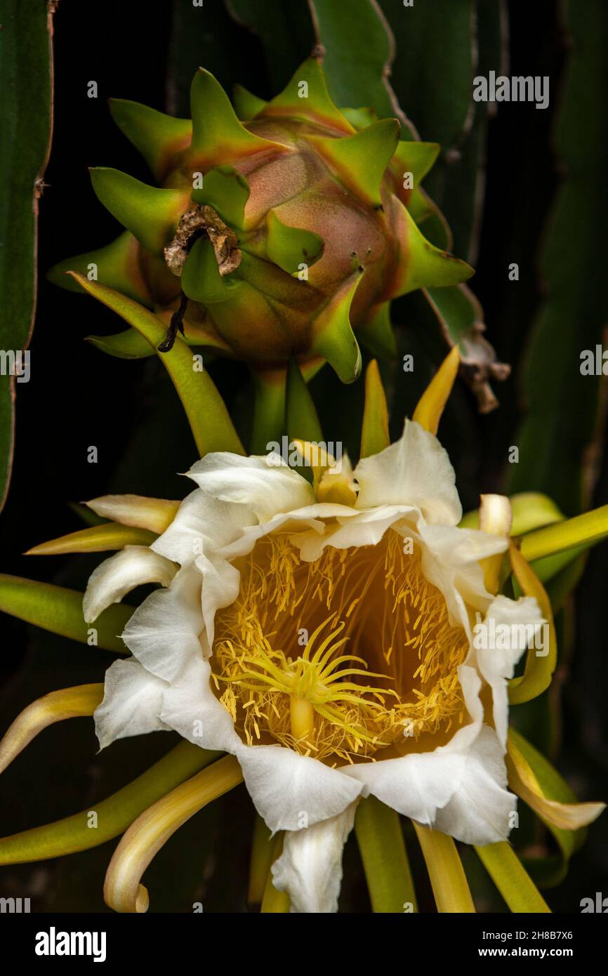 Pitaya A pitaya is a tree that is grown mainly for its fruit. This tree ...