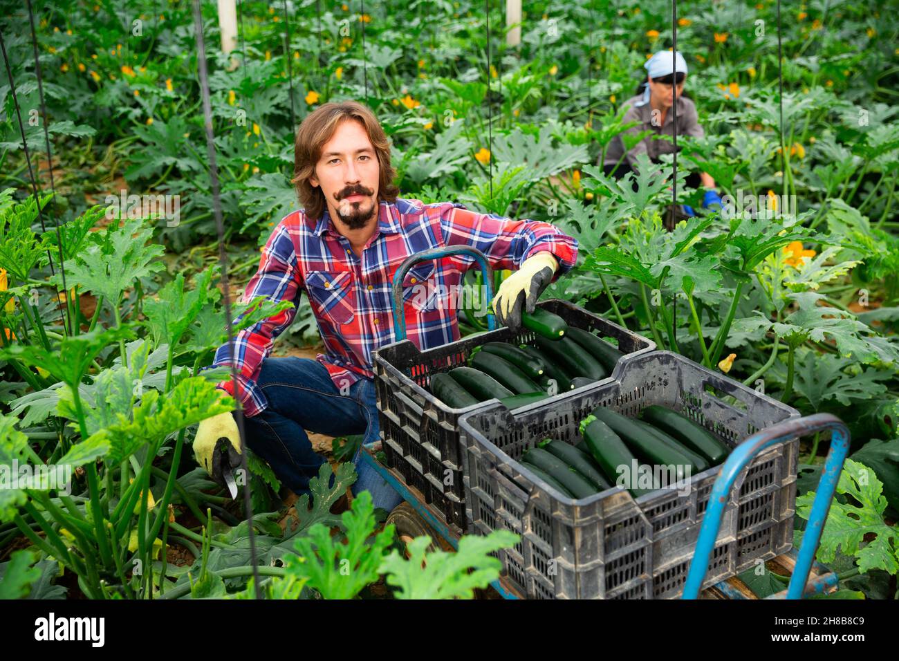positive adult people collecting marrows in their plantation Stock ...