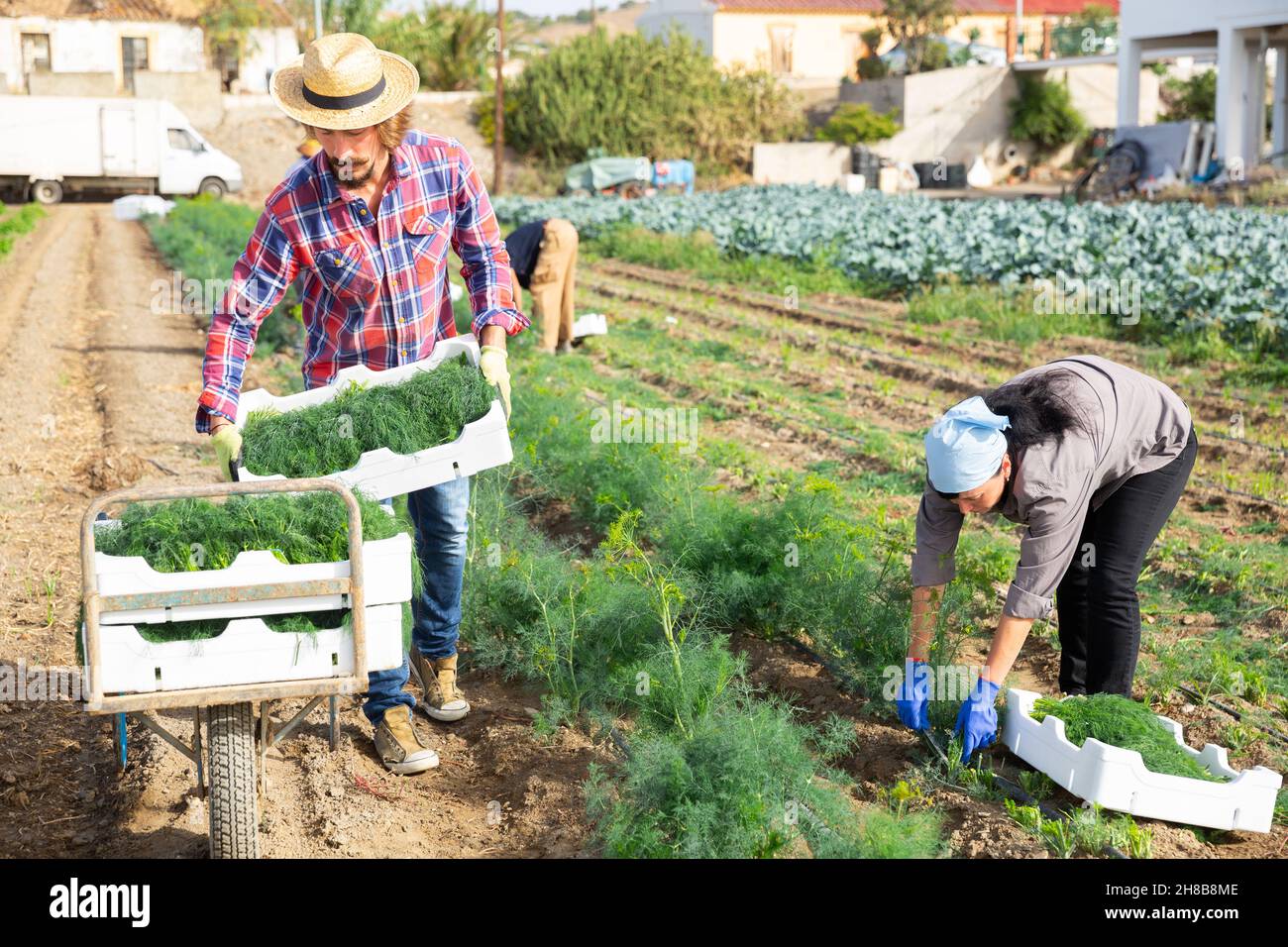 People picking organic dill on farm plantation Stock Photo - Alamy