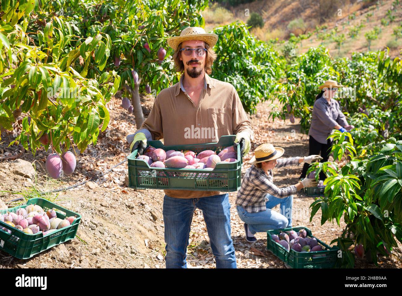 Carrying mangoes hi-res stock photography and images - Alamy