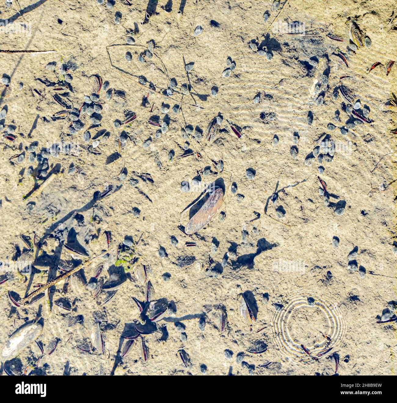 Detail image of small shells in clear shallow water Stock Photo - Alamy