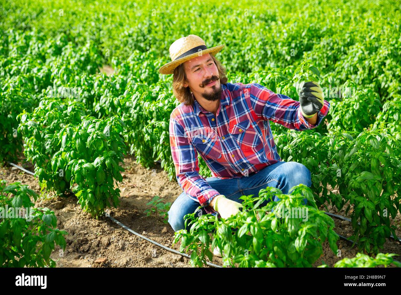 Plants readiness hi-res stock photography and images - Alamy