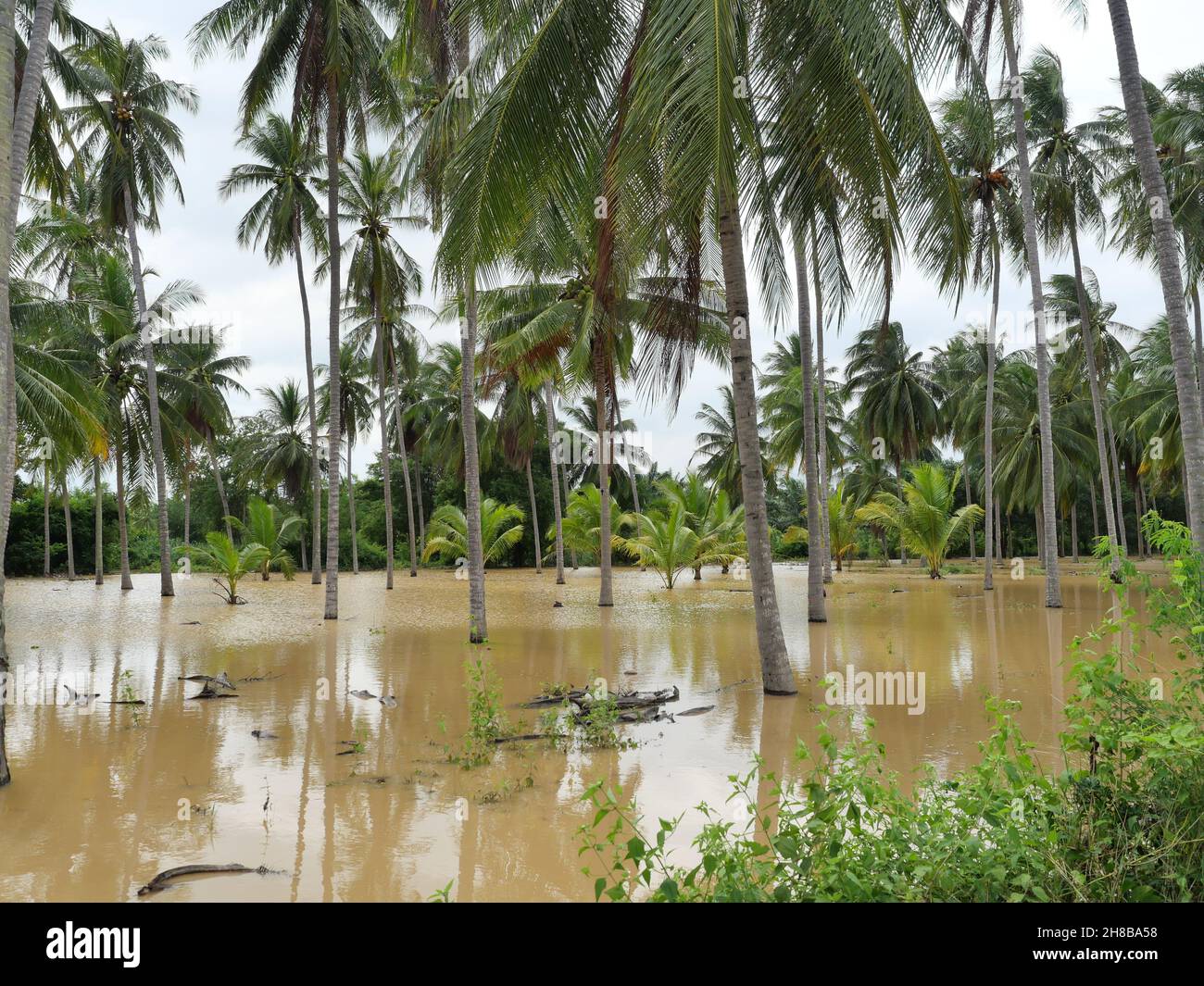 Brown water flooded the land in the coconut plantation, Flood in rainy ...