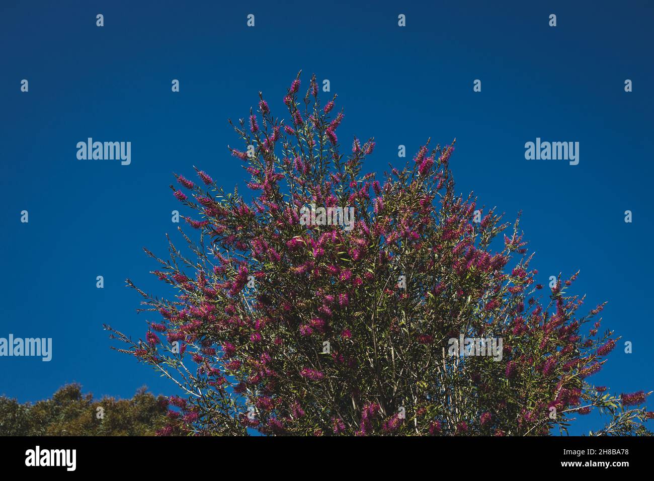 native Australian purple callistemon bottle brush plant outdoor in ...