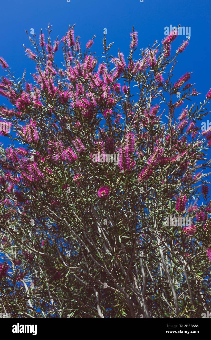 native Australian purple callistemon bottle brush plant outdoor in ...
