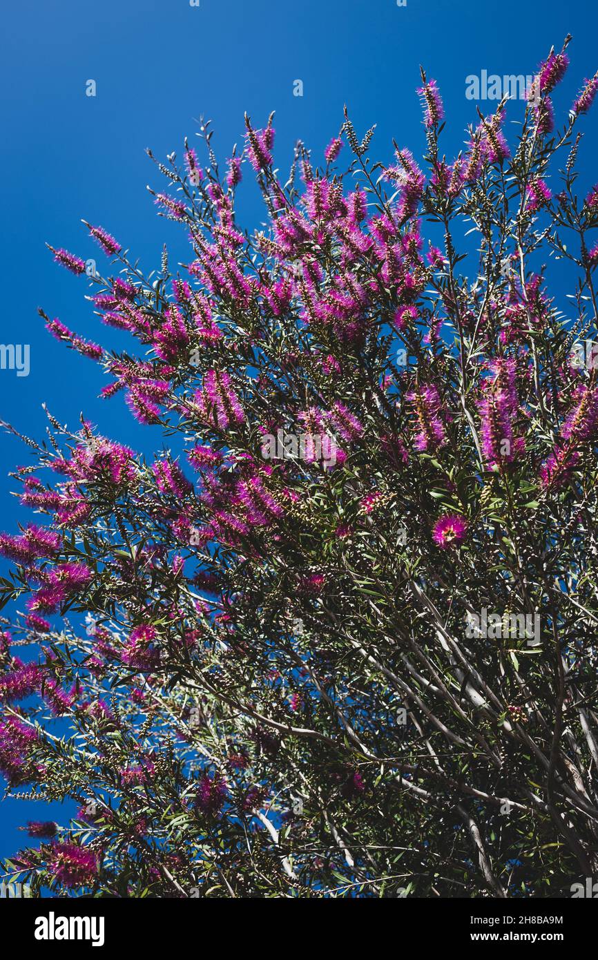 native Australian purple callistemon bottle brush plant outdoor in ...