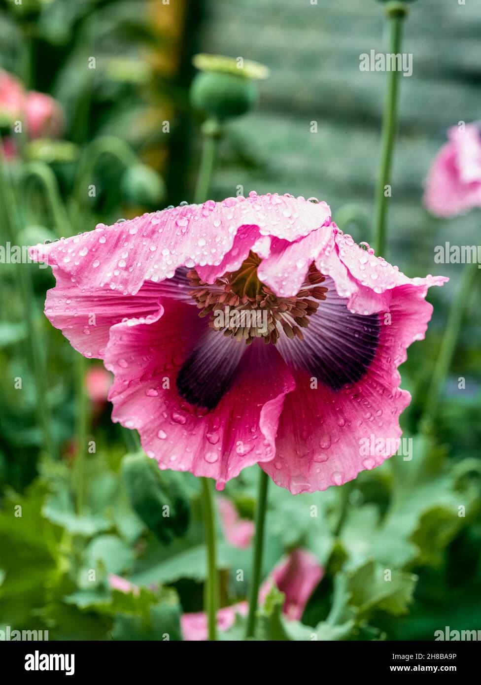 Papaver somniferum, opium poppy, growing in a London urban garden, England Stock Photo - Alamy