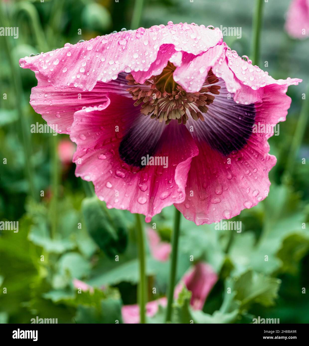 Papaver somniferum, opium poppy, growing in a London urban garden, England Stock Photo - Alamy