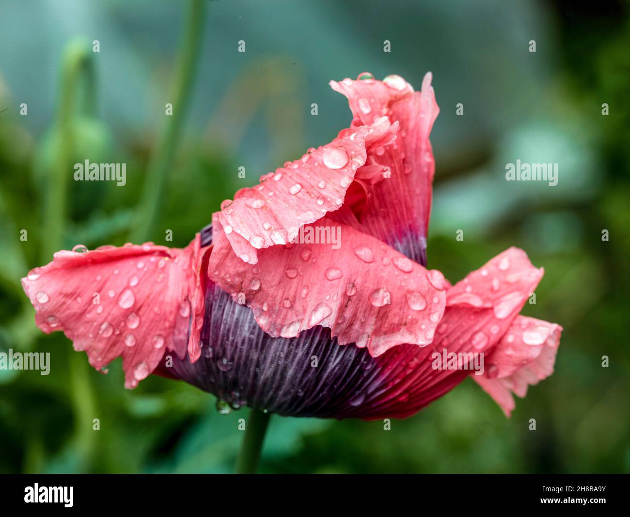 Papaver somniferum, opium poppy, growing in a London urban garden ...