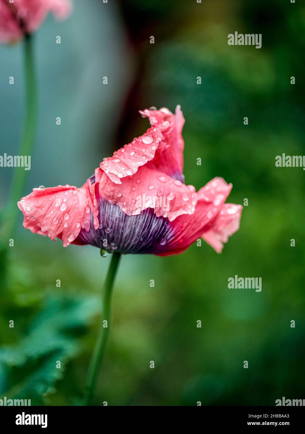 Papaver somniferum, opium poppy, growing in a London urban garden, England Stock Photo - Alamy