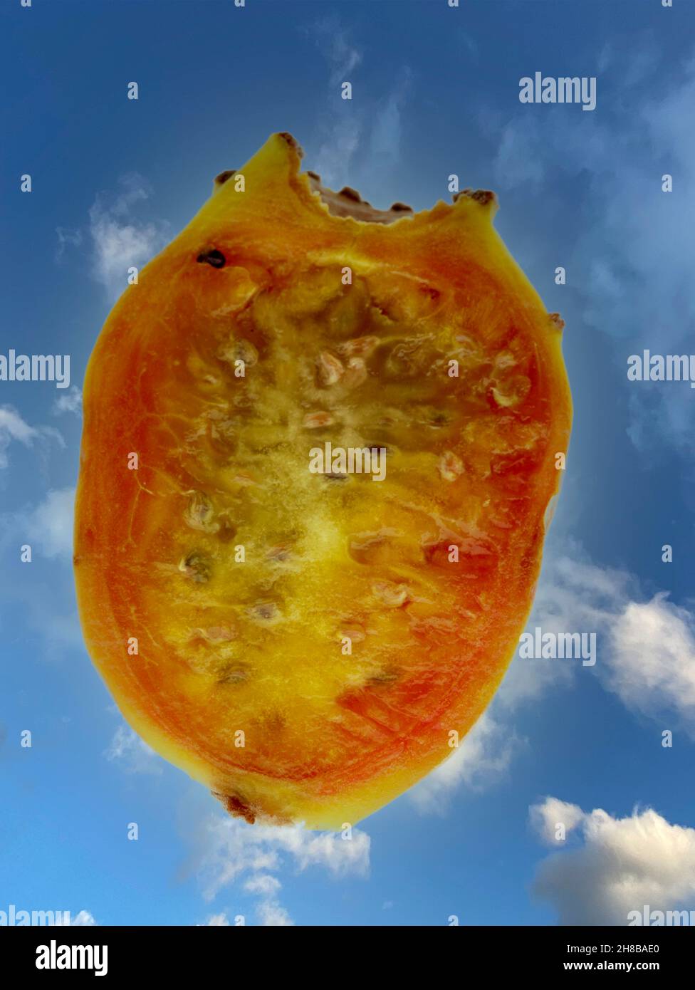 Delicious and colourful Prickly Pear Fruit close up still-life, high ...