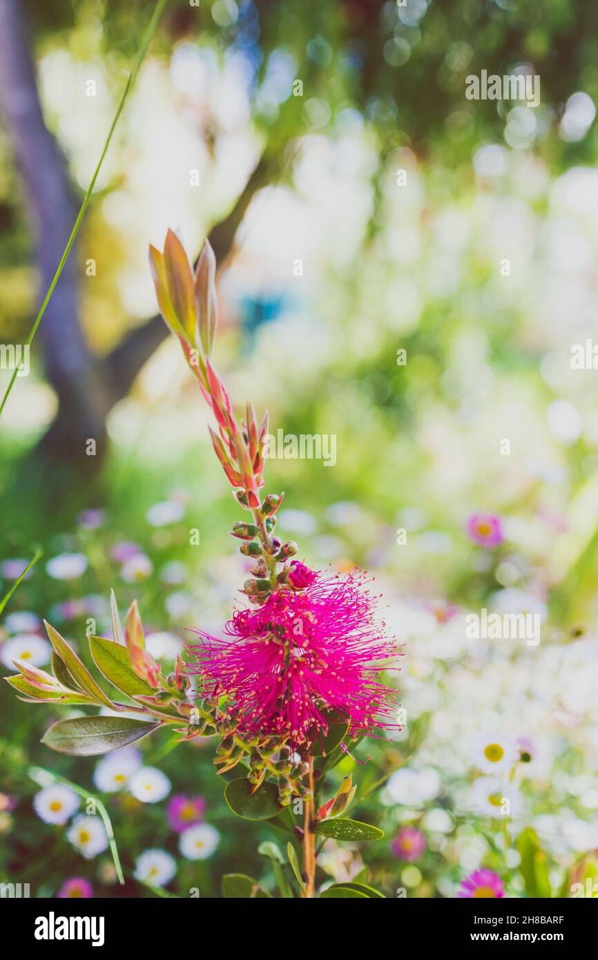 native Australian bright pink callistemon bottle brush plant outdoor in ...