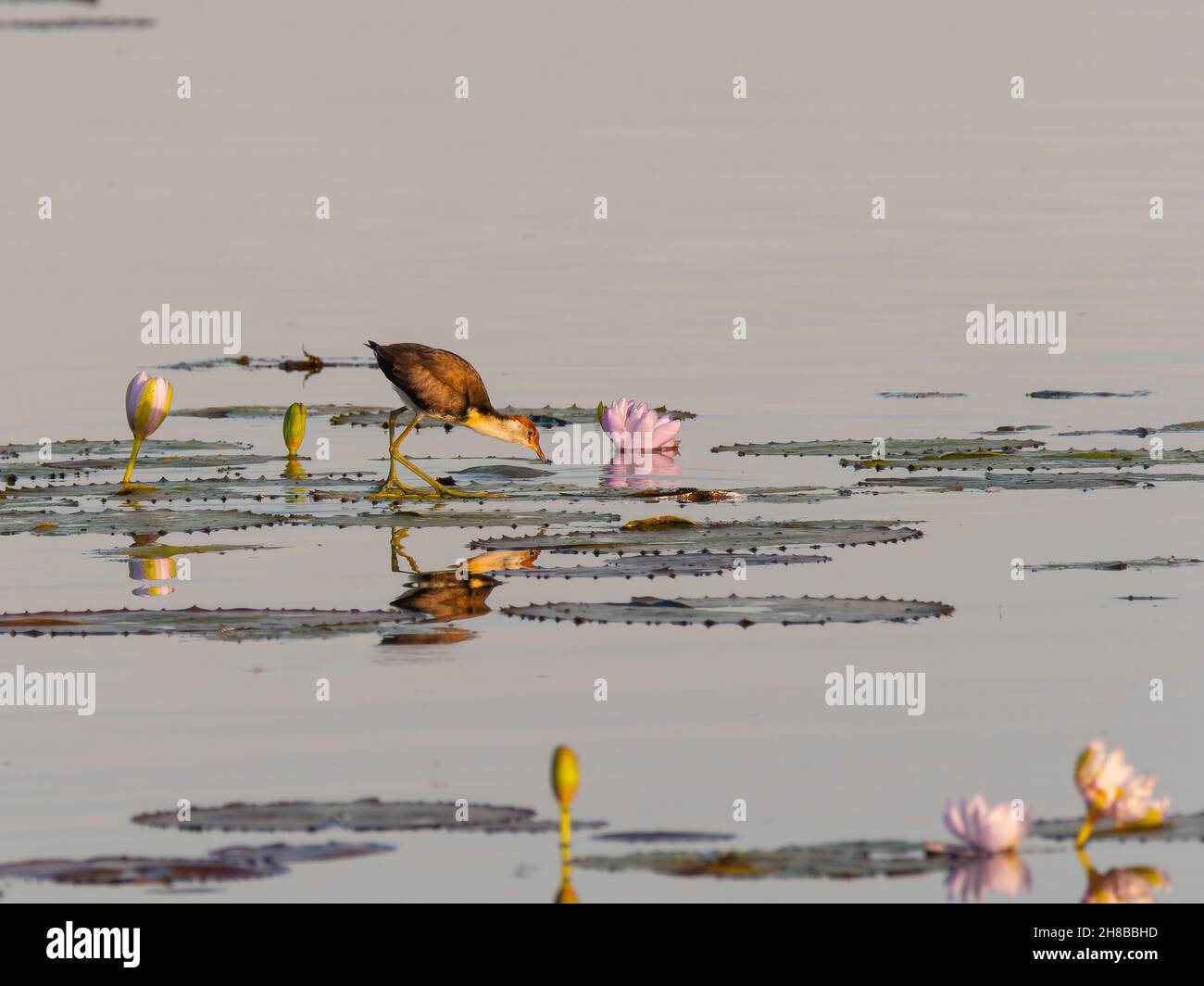 comb-crested jacana foraging for food at marlgu billabong of parry ...