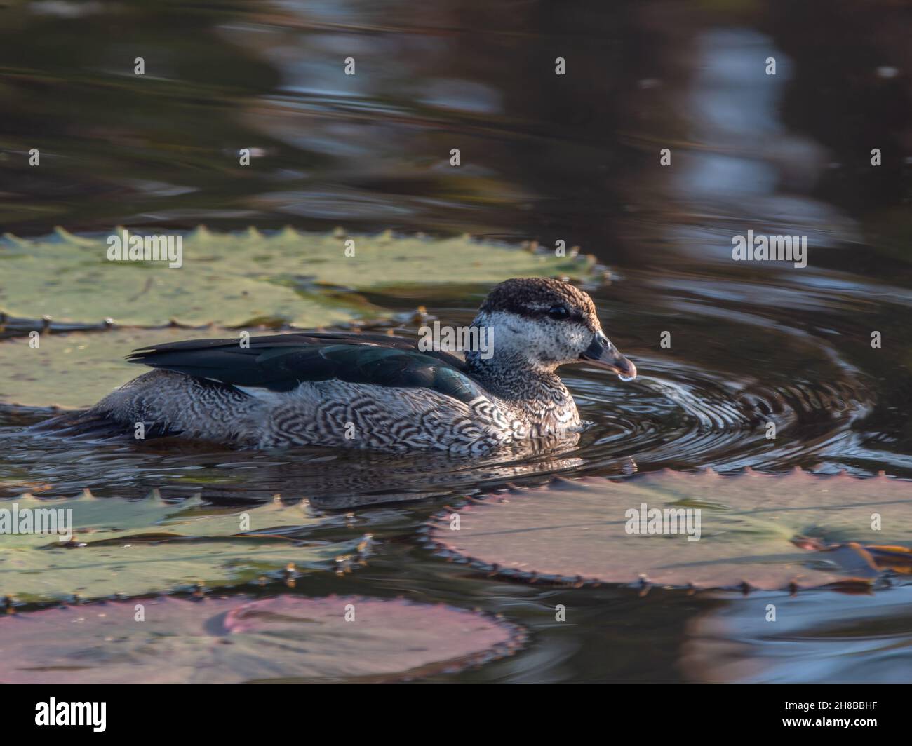 Green pygmy goose hi-res stock photography and images - Alamy