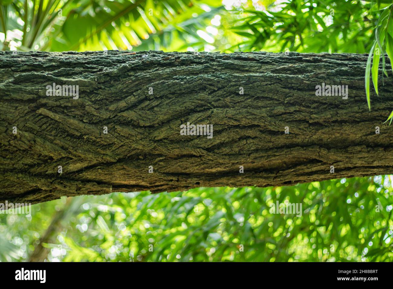 Eco firelighter hi-res stock photography and images - Alamy