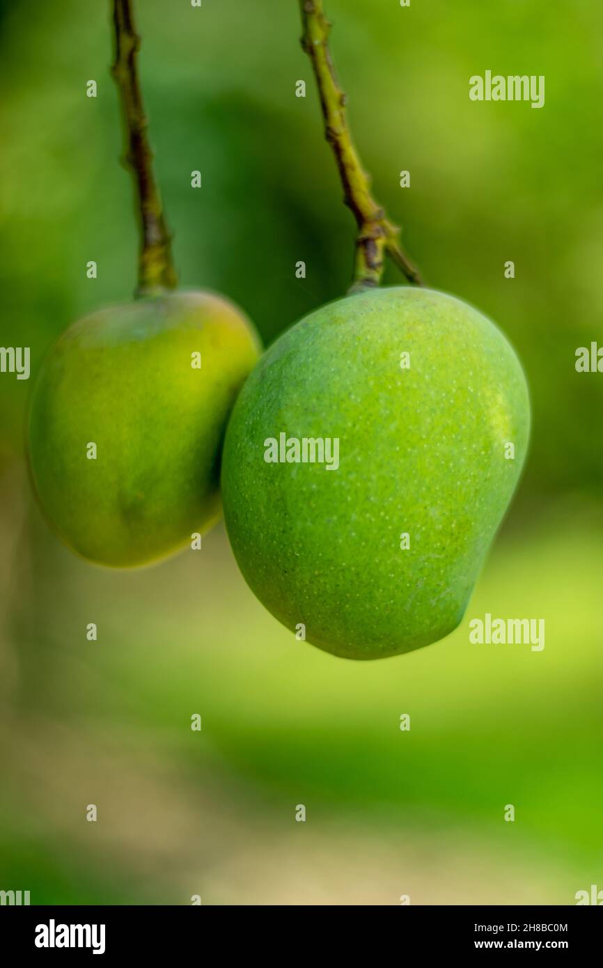 Mangoes can be green, yellow, or even a slight shade of pink. Green ...