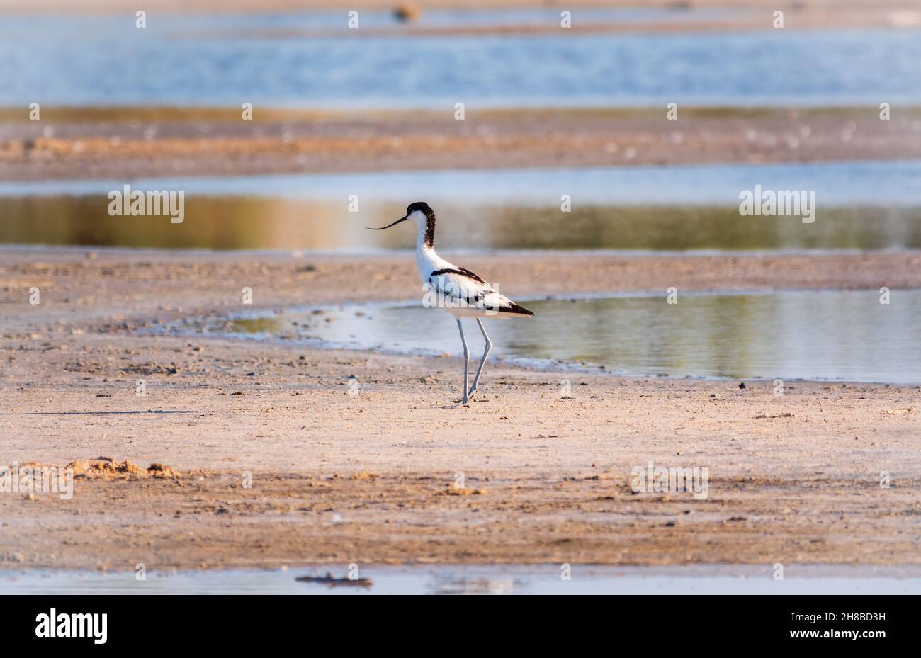 The pied avocet, Recurvirostra avosetta, is a large black and white ...