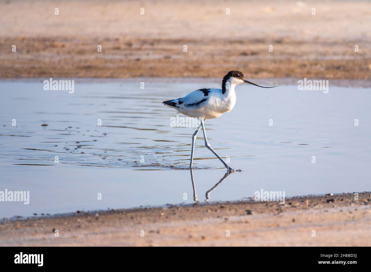 The pied avocet, Recurvirostra avosetta, is a large black and white ...