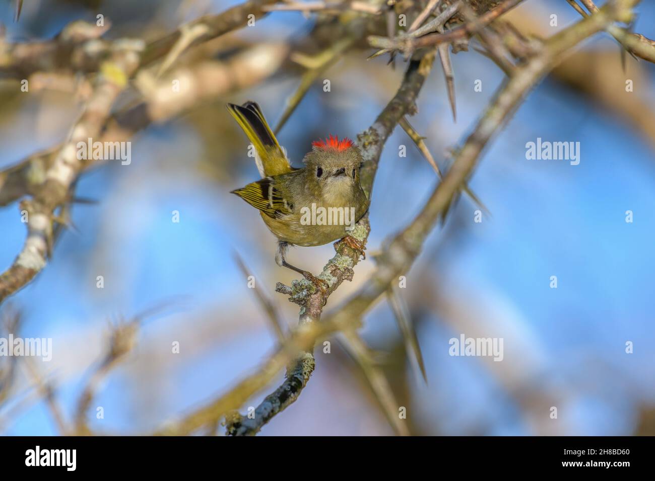 Ruby-crowned Kinglet, Corthylio calendula, Order: Passeriformes, Family ...